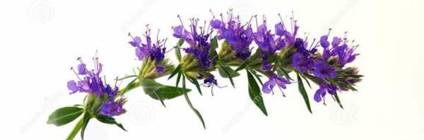 Eau Florale d'Hysope, ses propriétés et son utilisation